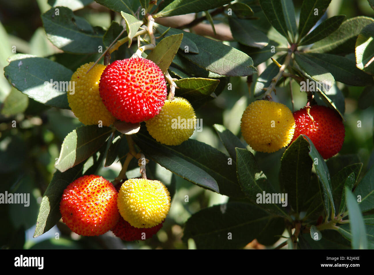 arbutus - arbutus unedo l Stock Photo - Alamy