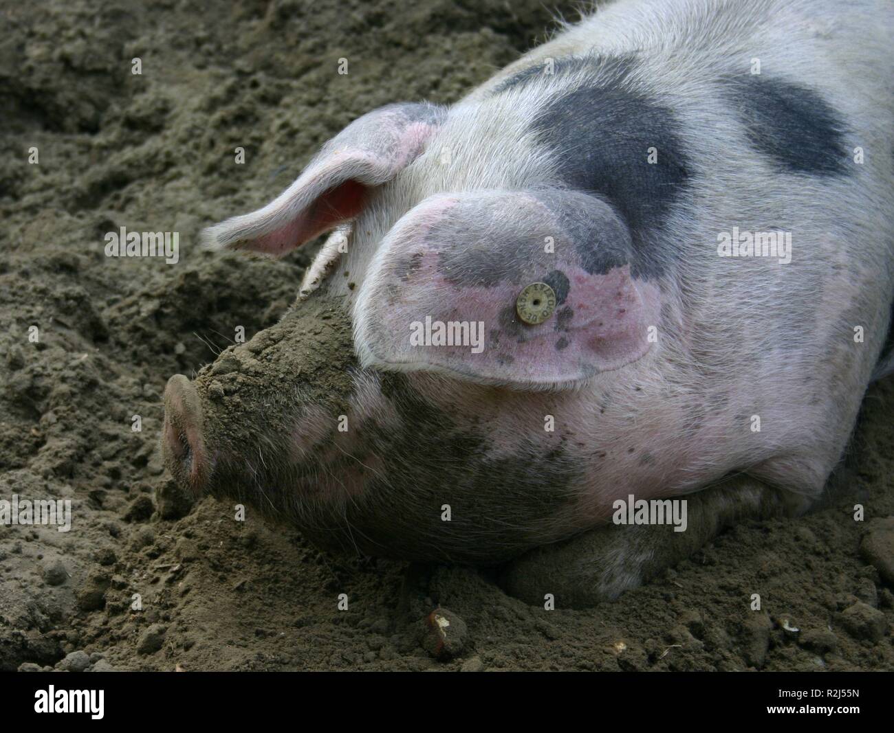 Pig with planet earth hi-res stock photography and images - Alamy