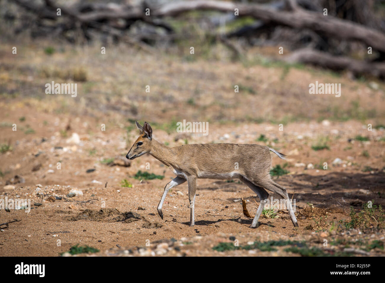 Common duiker female walking in Kruger National park, South Africa ...