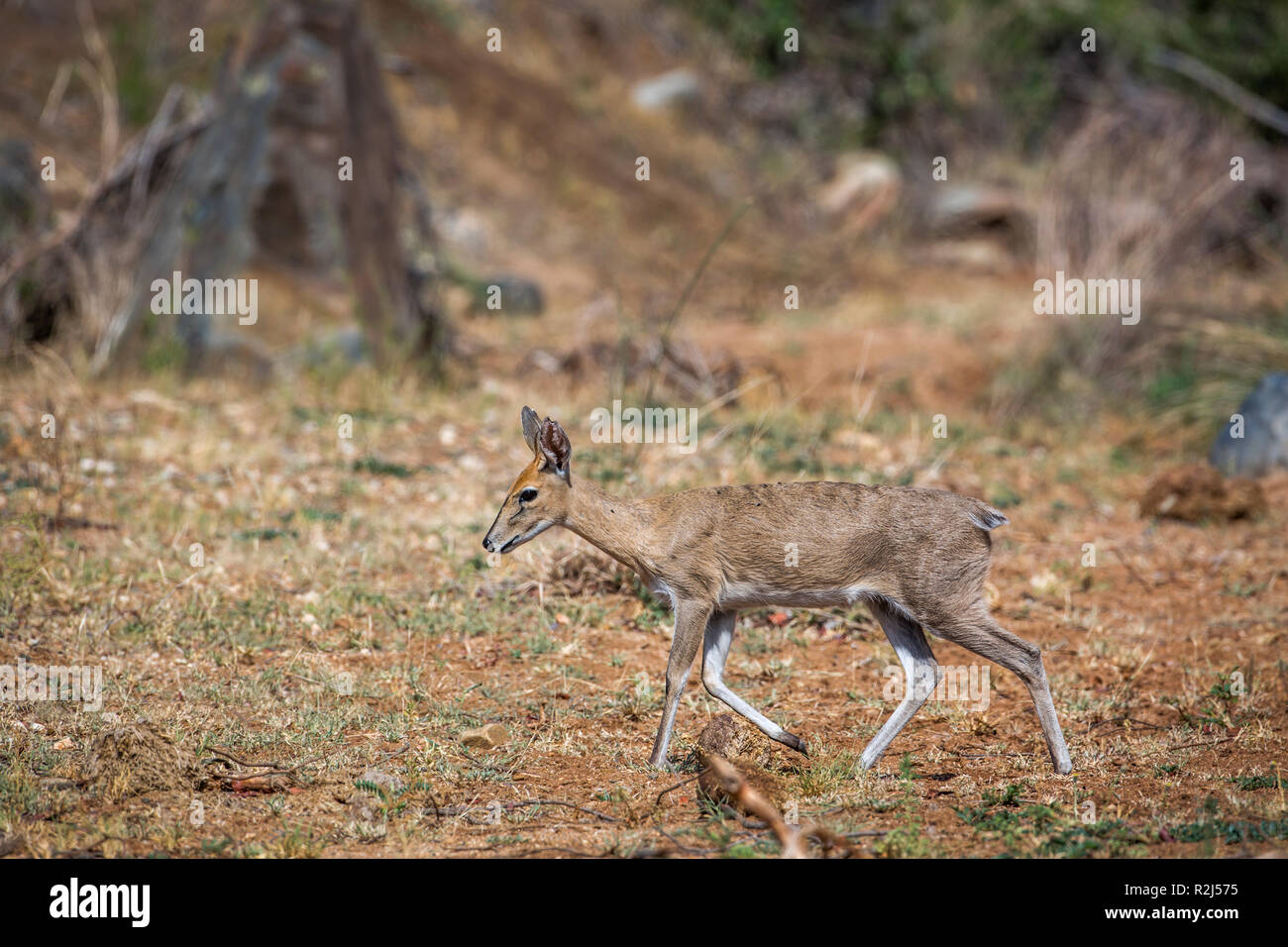 Common duiker female walking in Kruger National park, South Africa ...
