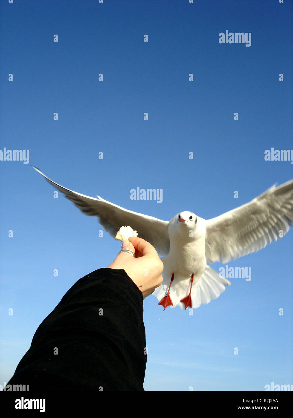 Human decoy hi-res stock photography and images - Alamy