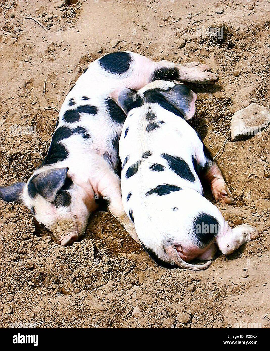 Mess tins hi-res stock photography and images - Alamy