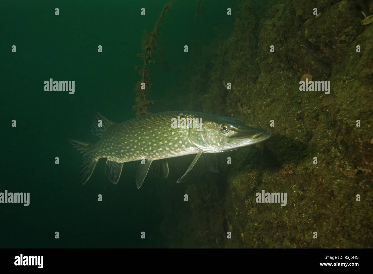 northern pike, esox lucius, czech dive Stock Photo - Alamy
