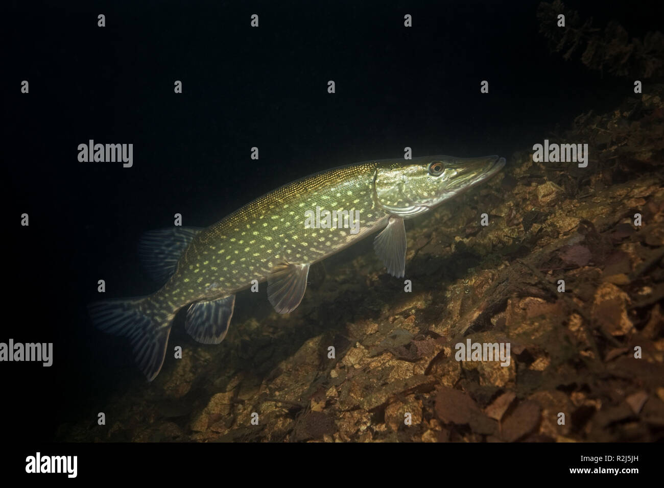 northern pike, esox lucius, czech dive Stock Photo - Alamy