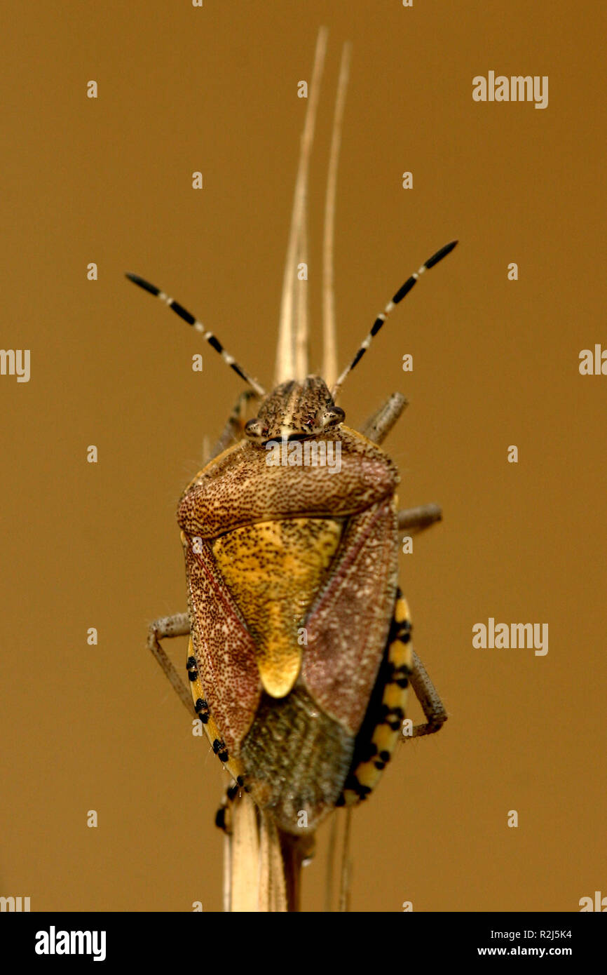northern fruit bug Stock Photo - Alamy