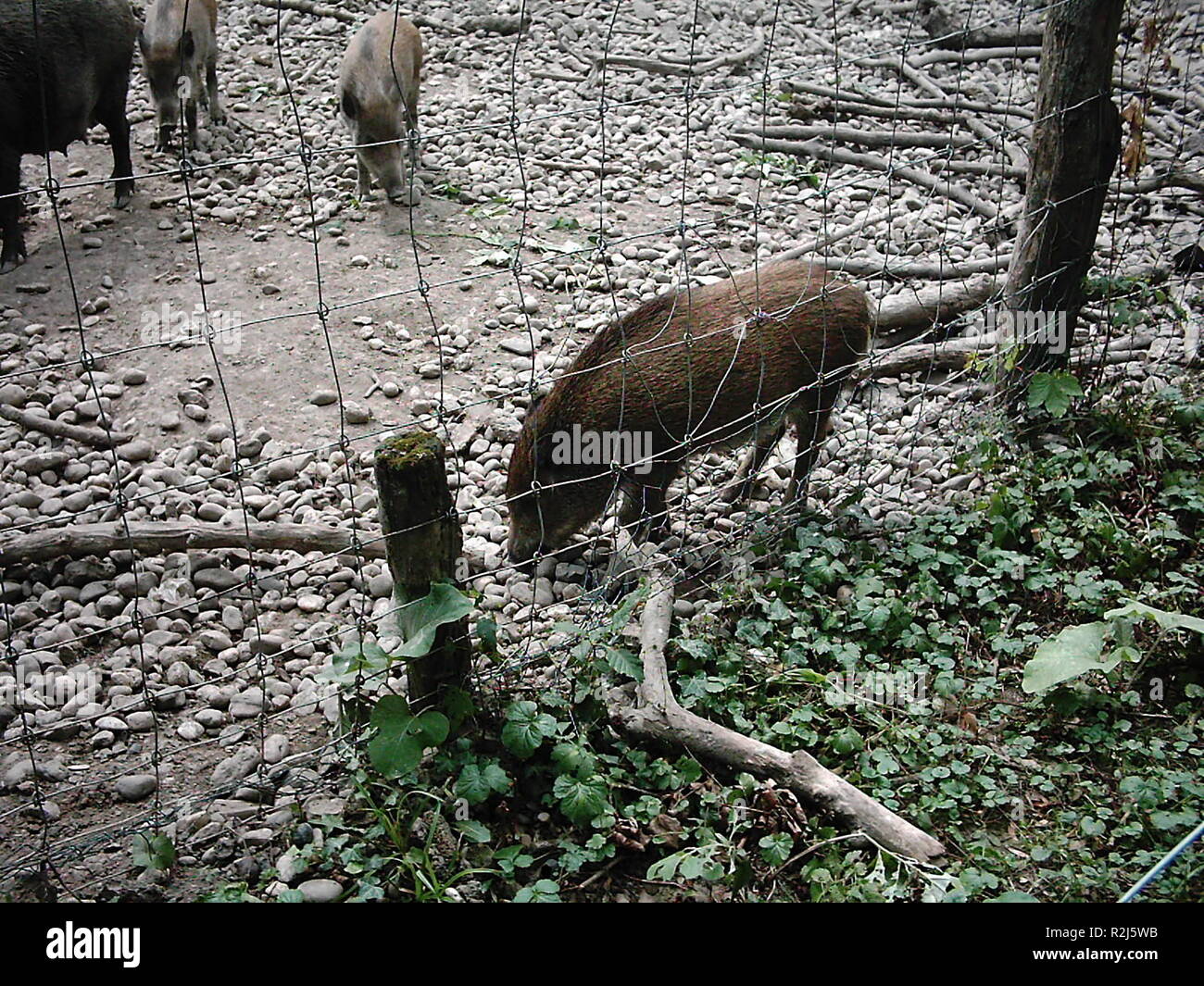 Pig behind bars hi-res stock photography and images - Alamy