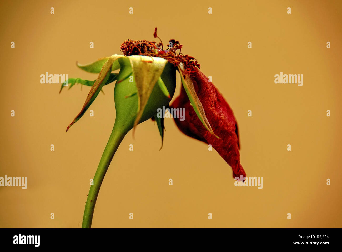 Dead rose bush hi-res stock photography and images - Alamy