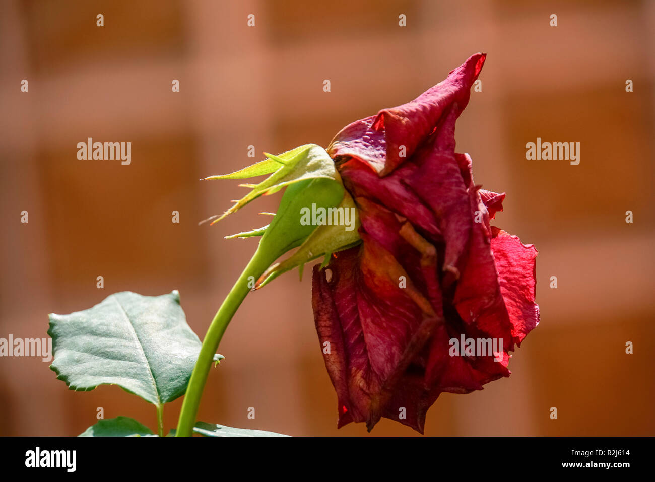 Dead rose bush hi-res stock photography and images - Alamy