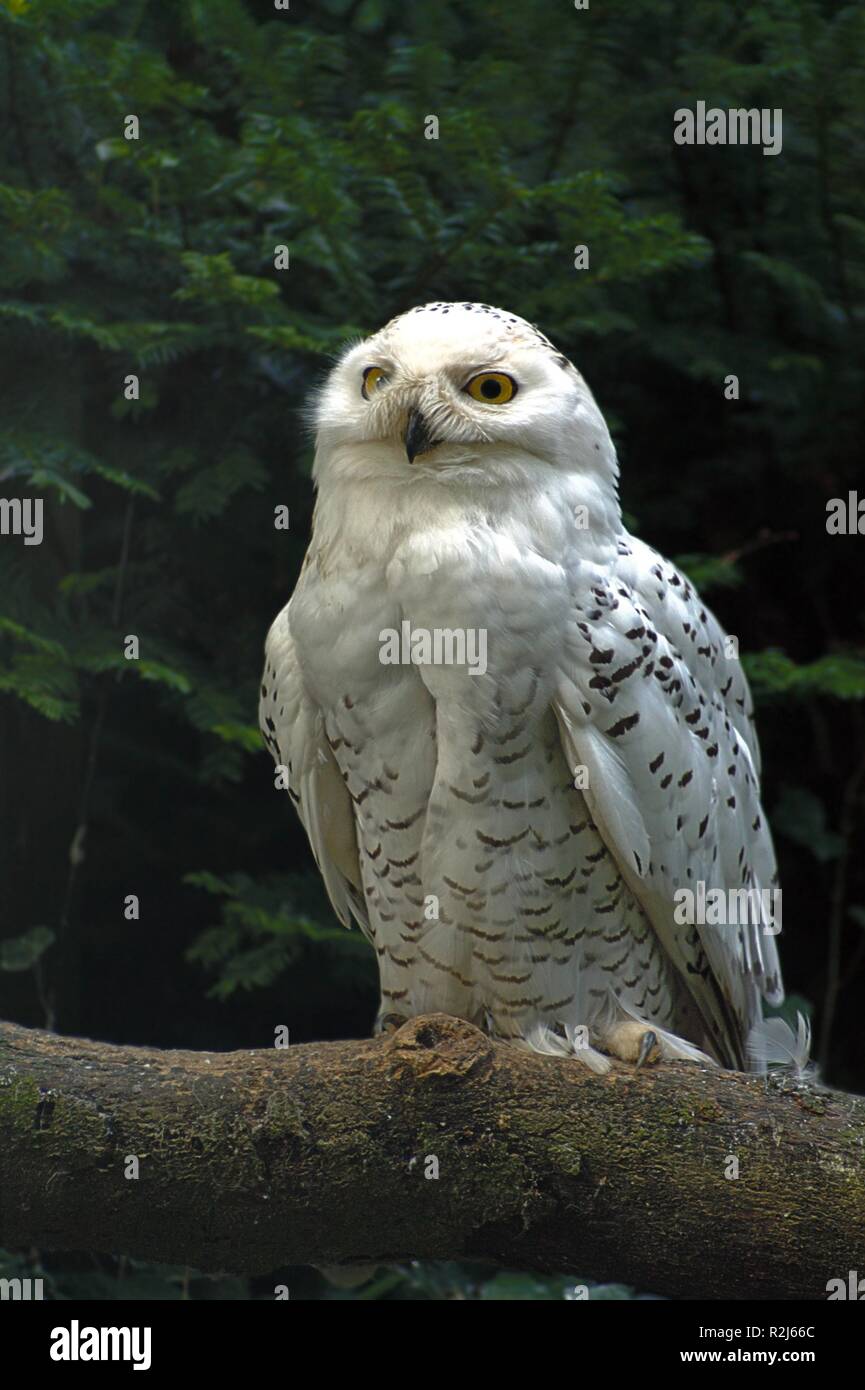 Owl branch snow hi-res stock photography and images - Alamy