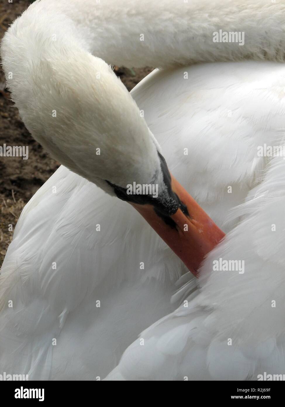 feather reading 2 Stock Photo - Alamy
