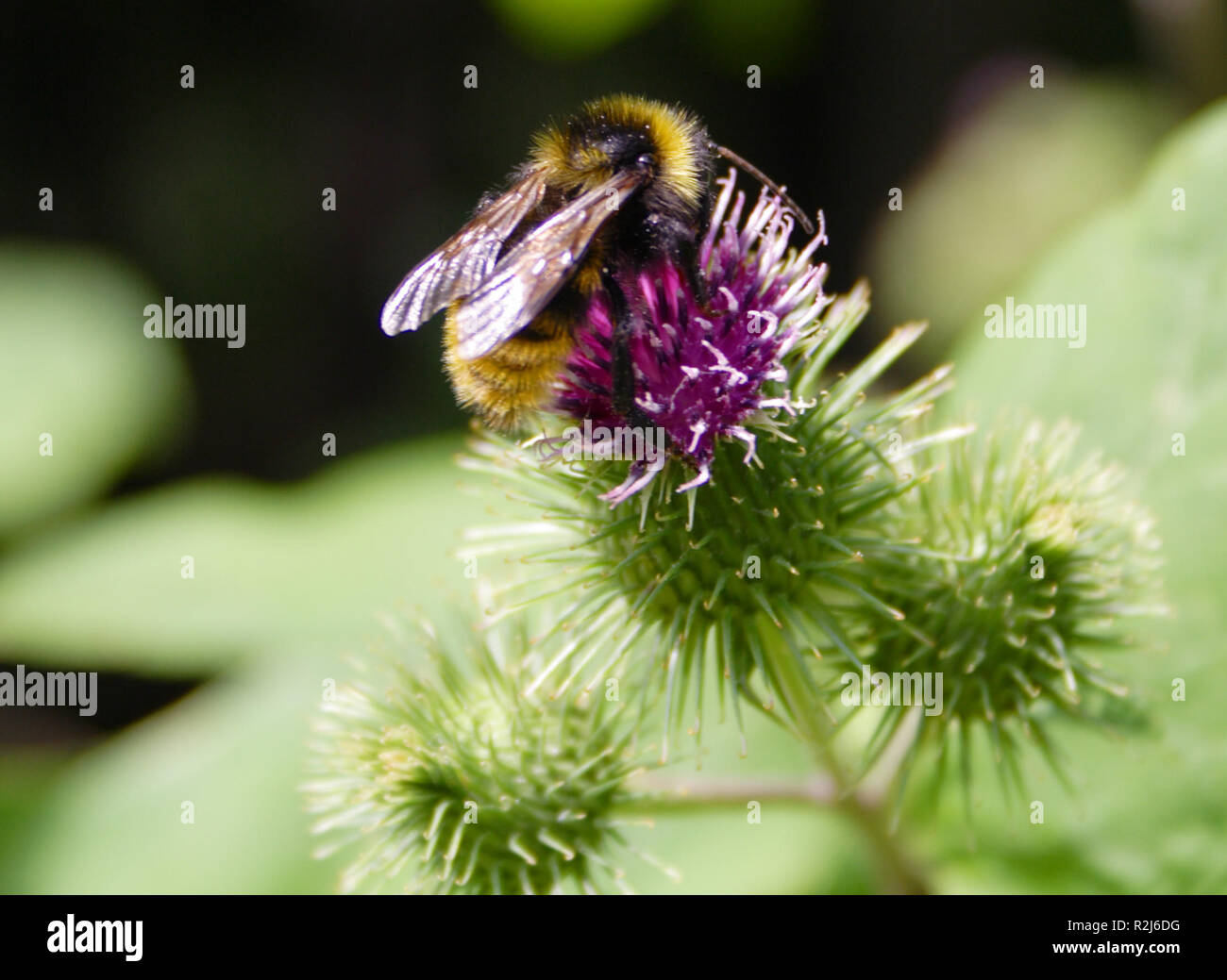 Hummel forest hi-res stock photography and images - Alamy
