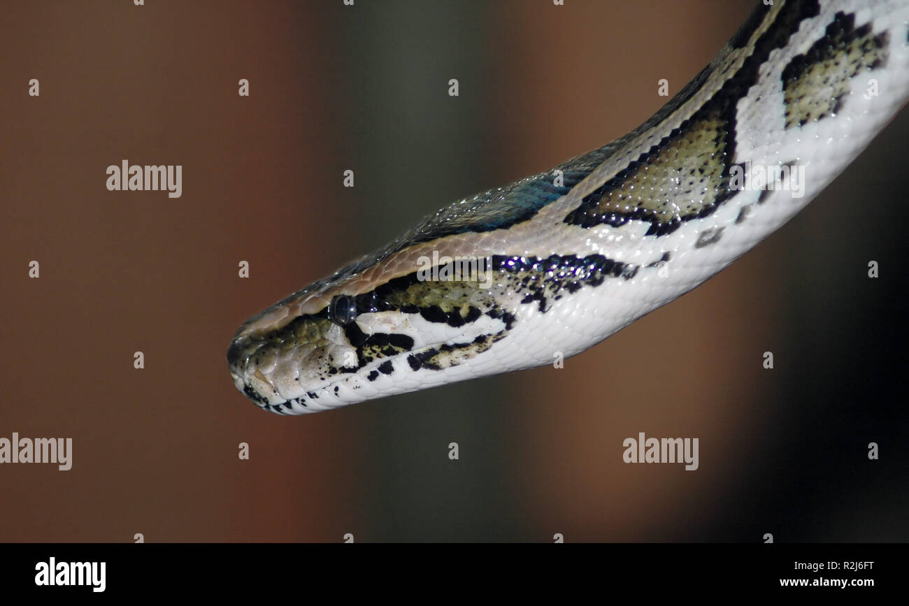 Pythoninae hi-res stock photography and images - Alamy