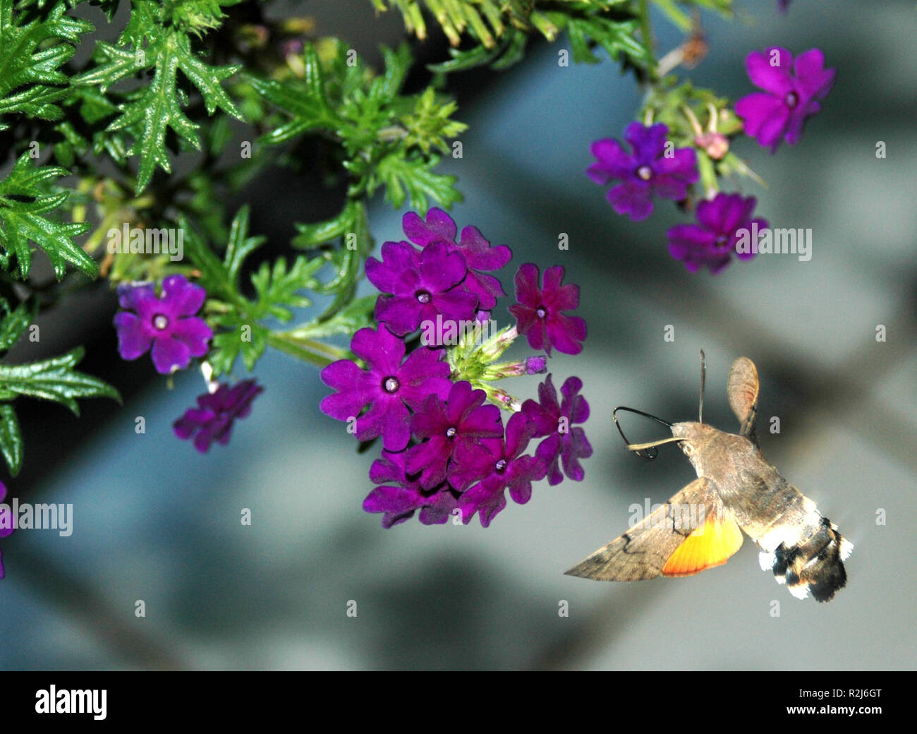 Schneller flyer hi-res stock photography and images - Alamy