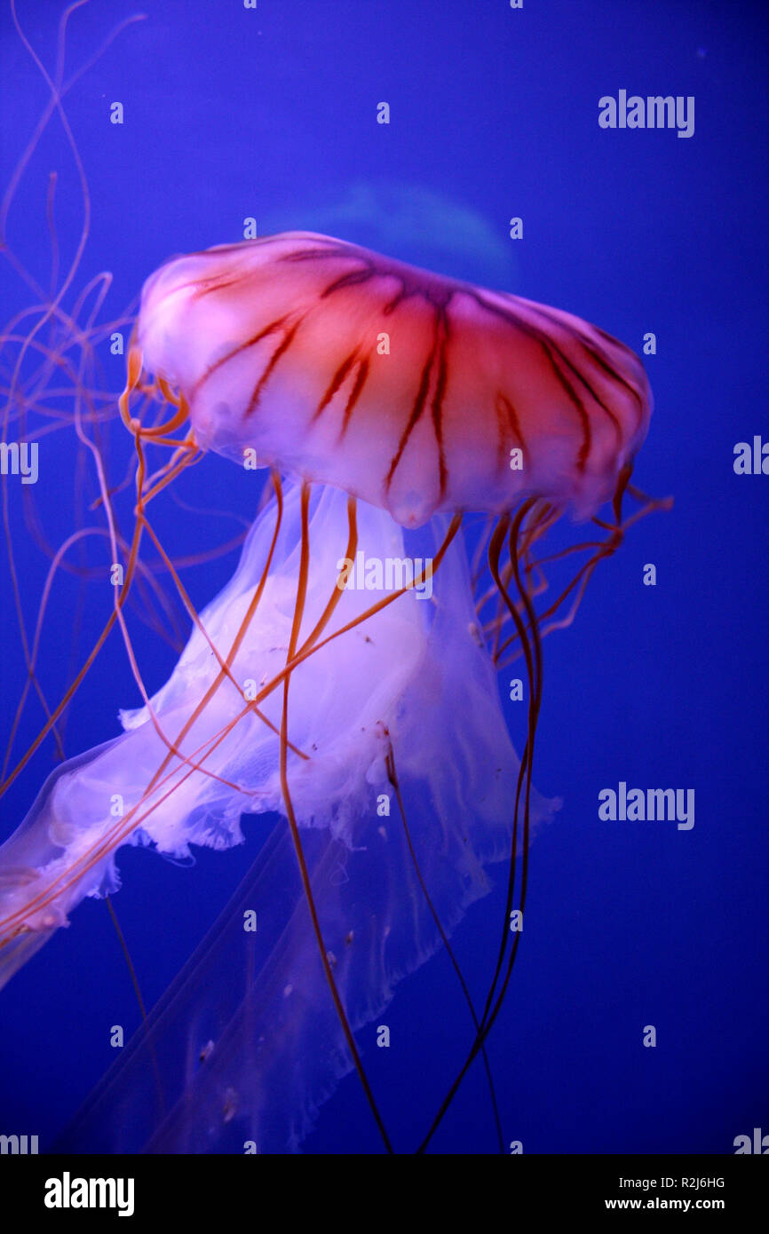 Red medusa hi-res stock photography and images - Alamy