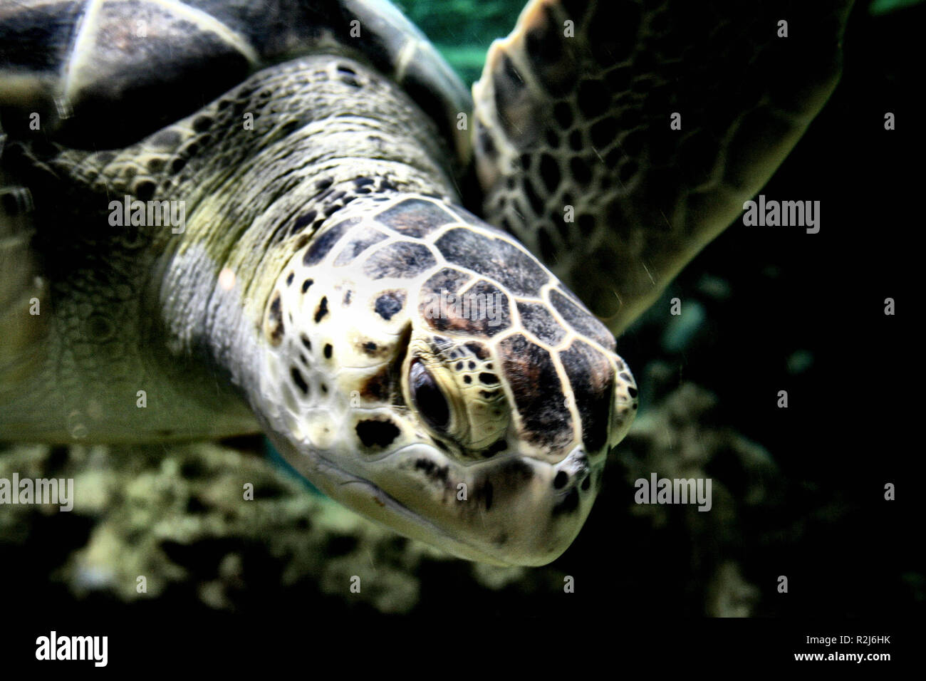 Hello turtle hi-res stock photography and images - Alamy