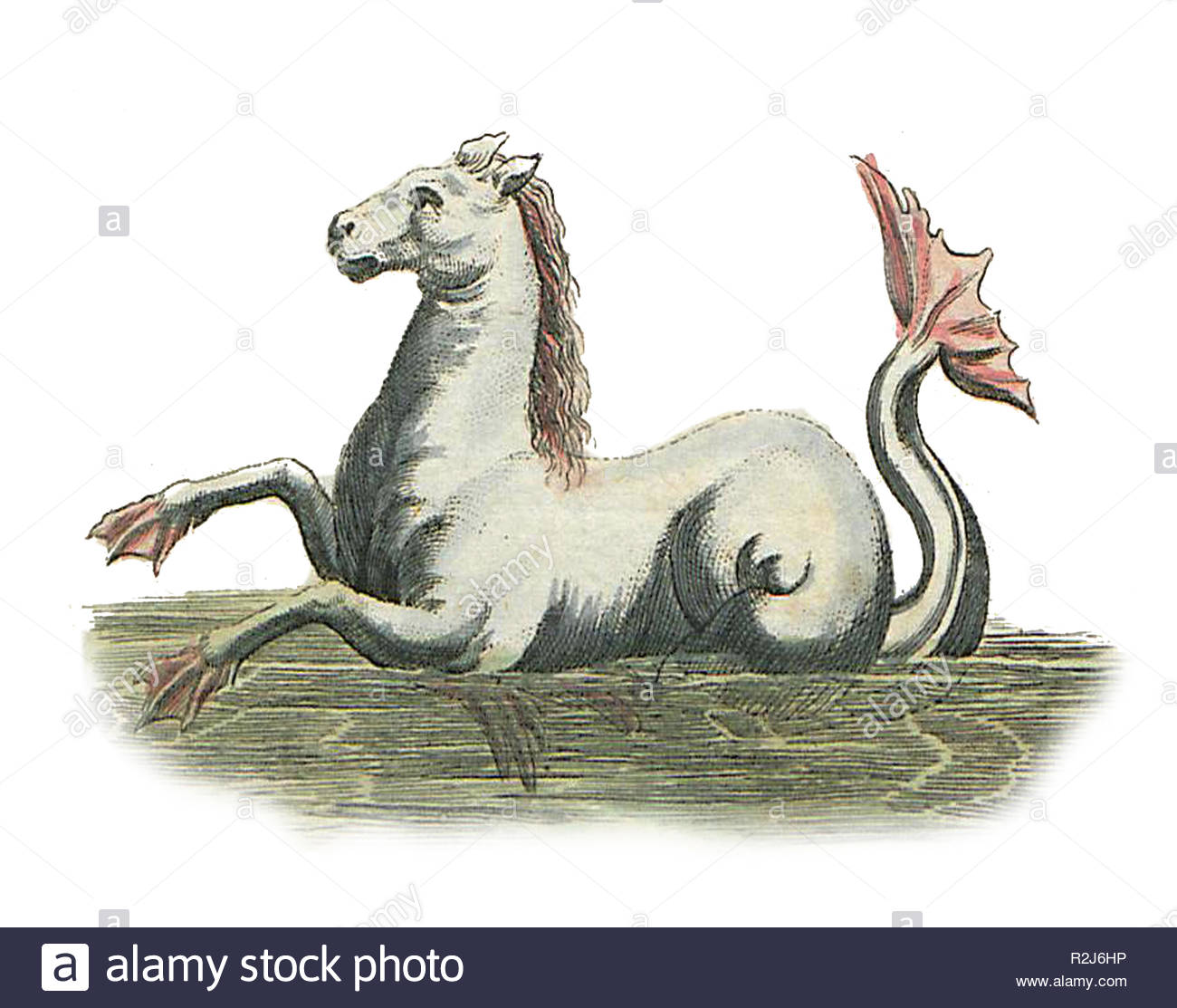 Hippocamp Stock Photos & Hippocamp Stock Images - Alamy