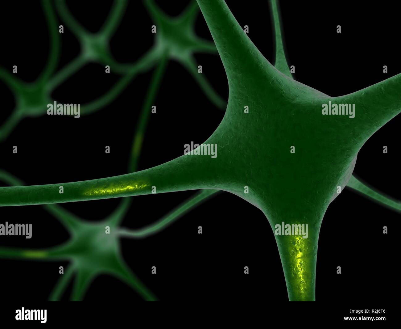 Neurons Microscope Stock Photos & Neurons Microscope Stock Images - Alamy