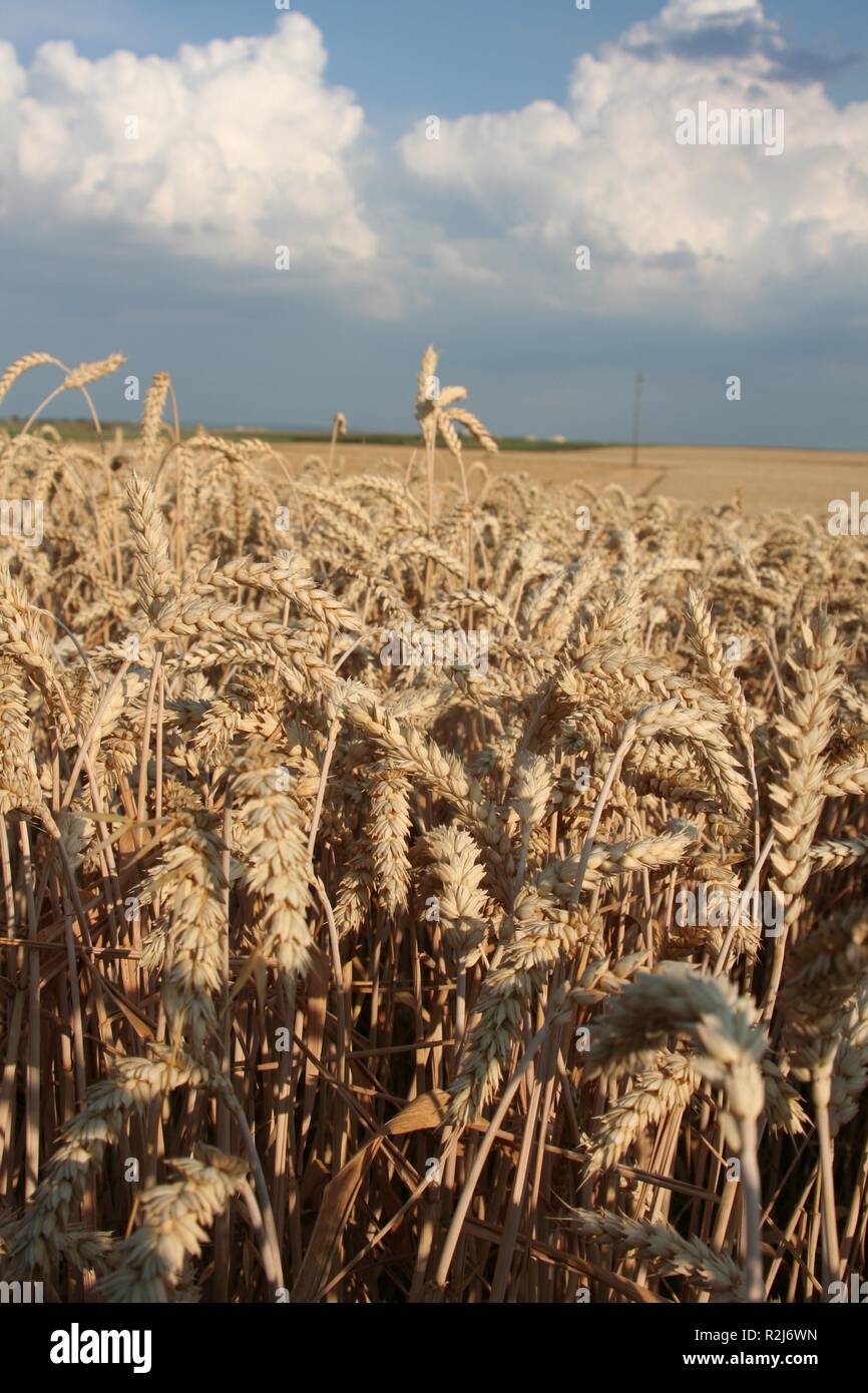 Time harvest 05 hi-res stock photography and images - Alamy