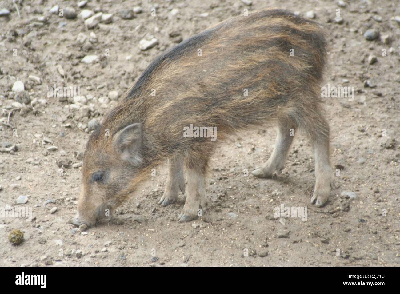 Frischling hi-res stock photography and images - Alamy