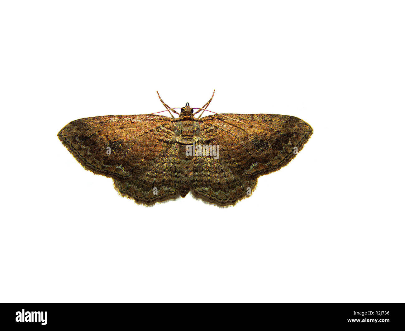 Night moth Cut Out Stock Images & Pictures - Alamy