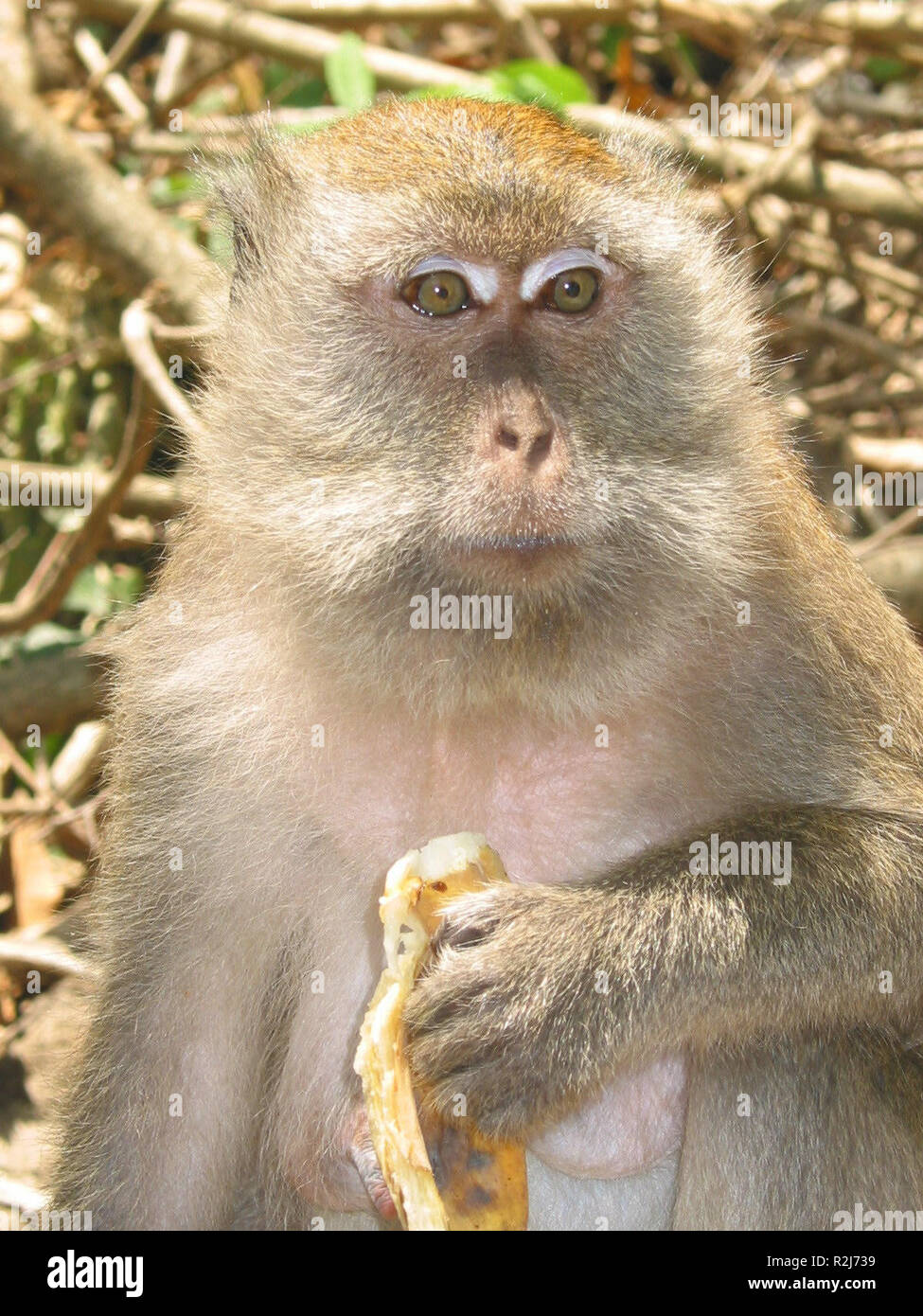 Thailand Monkey Banana High Resolution Stock Photography and Images - Alamy