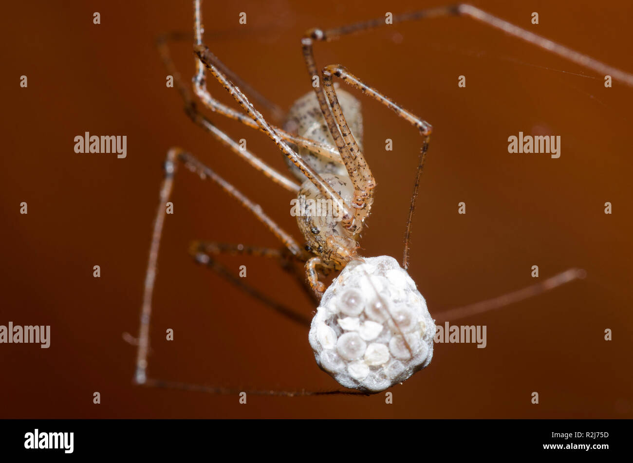 Guarding the lair hi-res stock photography and images - Alamy