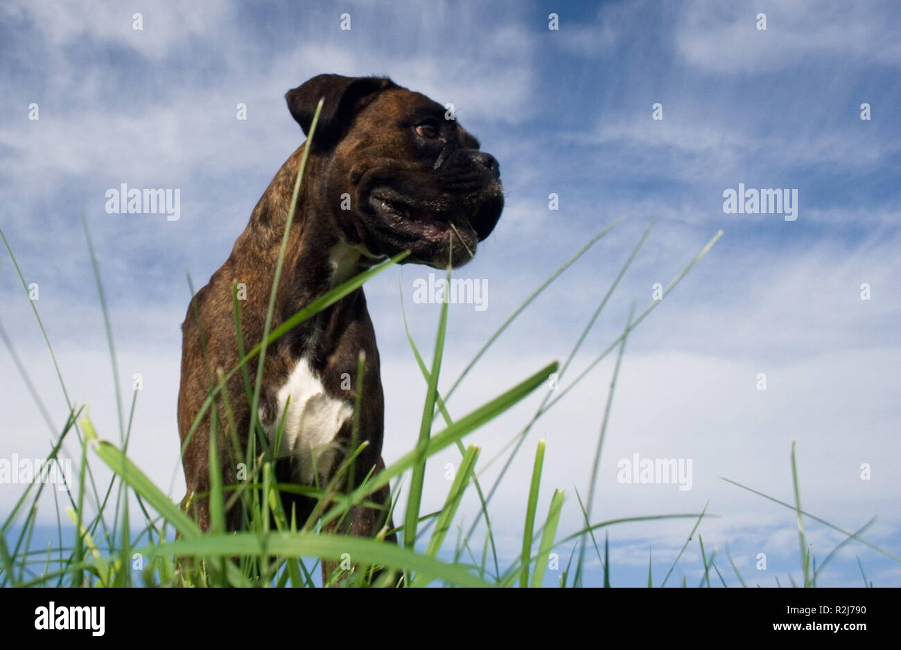 Boxer at rest statue hi-res stock photography and images - Alamy