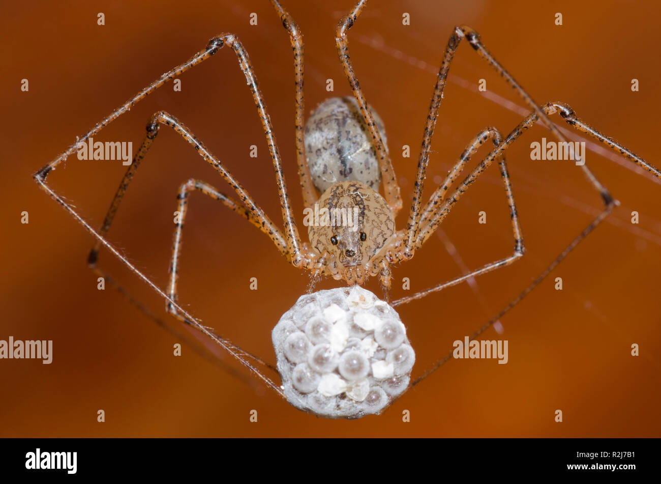 Spitting Spider Stock Photos & Spitting Spider Stock Images - Alamy