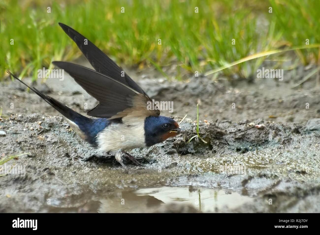 nest building a barn swallow Stock Photo - Alamy