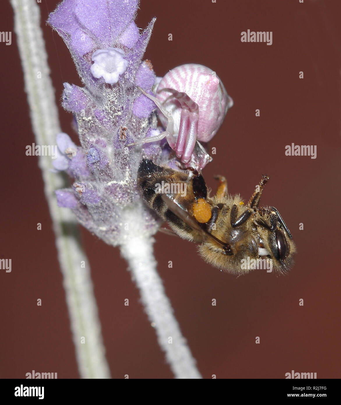 Bee predator hi-res stock photography and images - Alamy