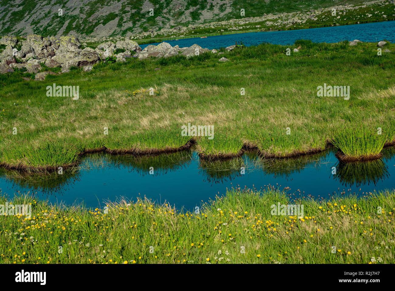 Wild grass by the pond on highland in Artvin in Turkey Stock Photo - Alamy