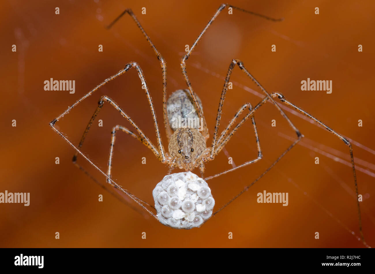 Spitting Spider, Scytodes atlacoya, female with egg case Stock Photo ...
