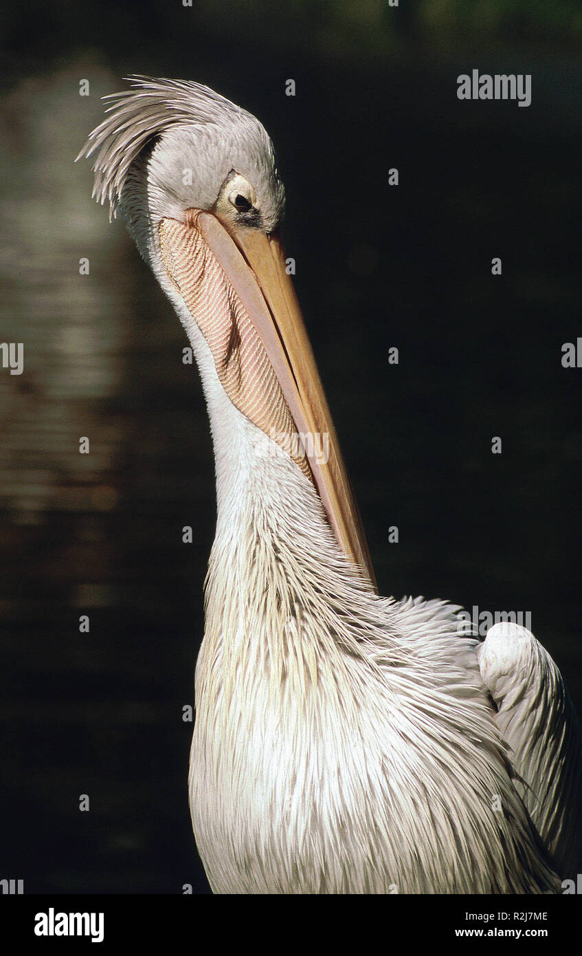 Pelican in profile hi-res stock photography and images - Alamy