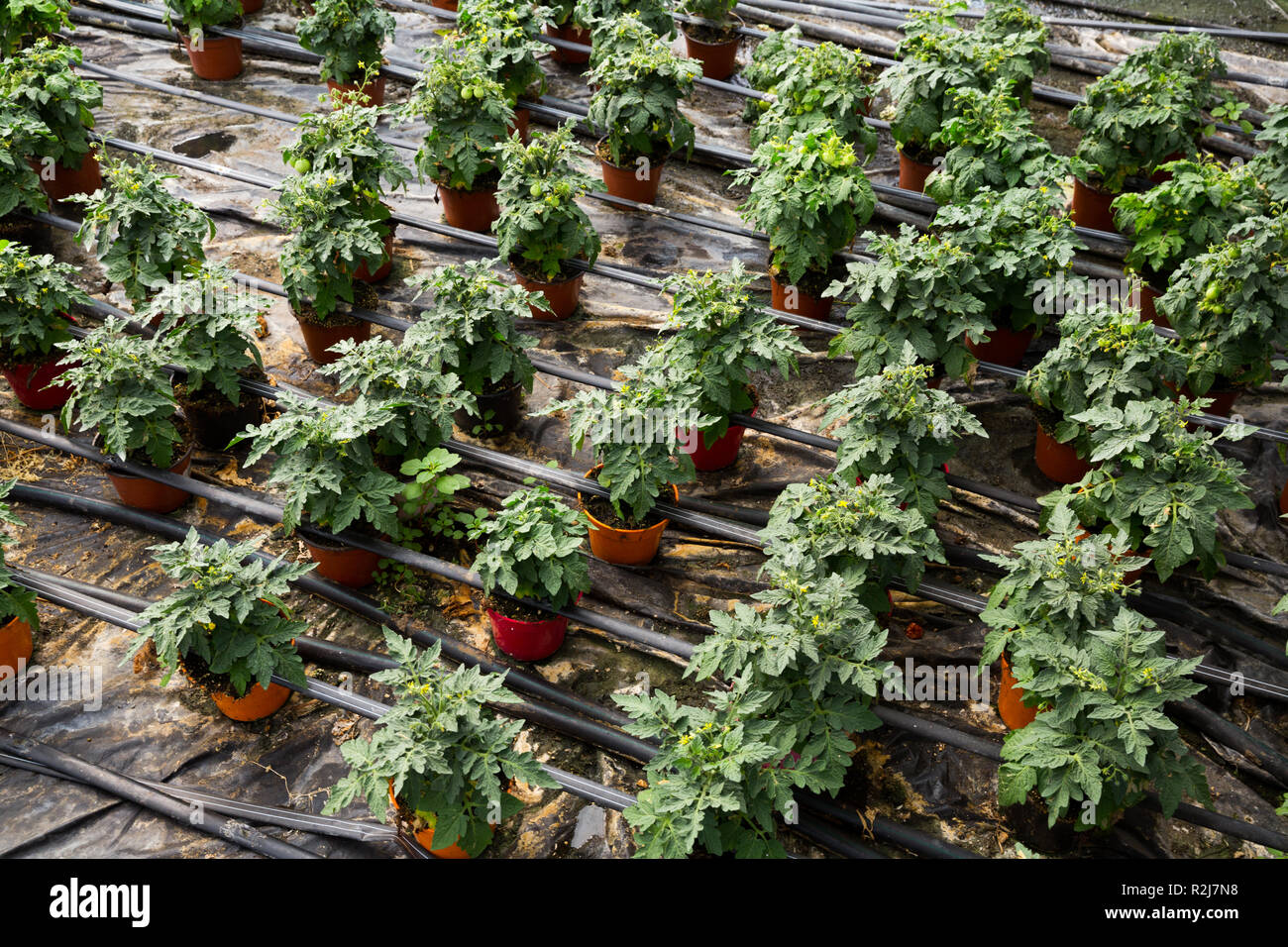 Rows of tomato plants in pots growing in sunny hothouse Stock Photo - Alamy