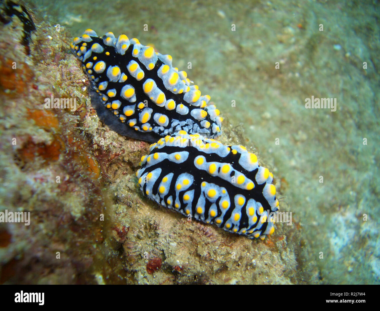 Marine gastropods hi-res stock photography and images - Alamy
