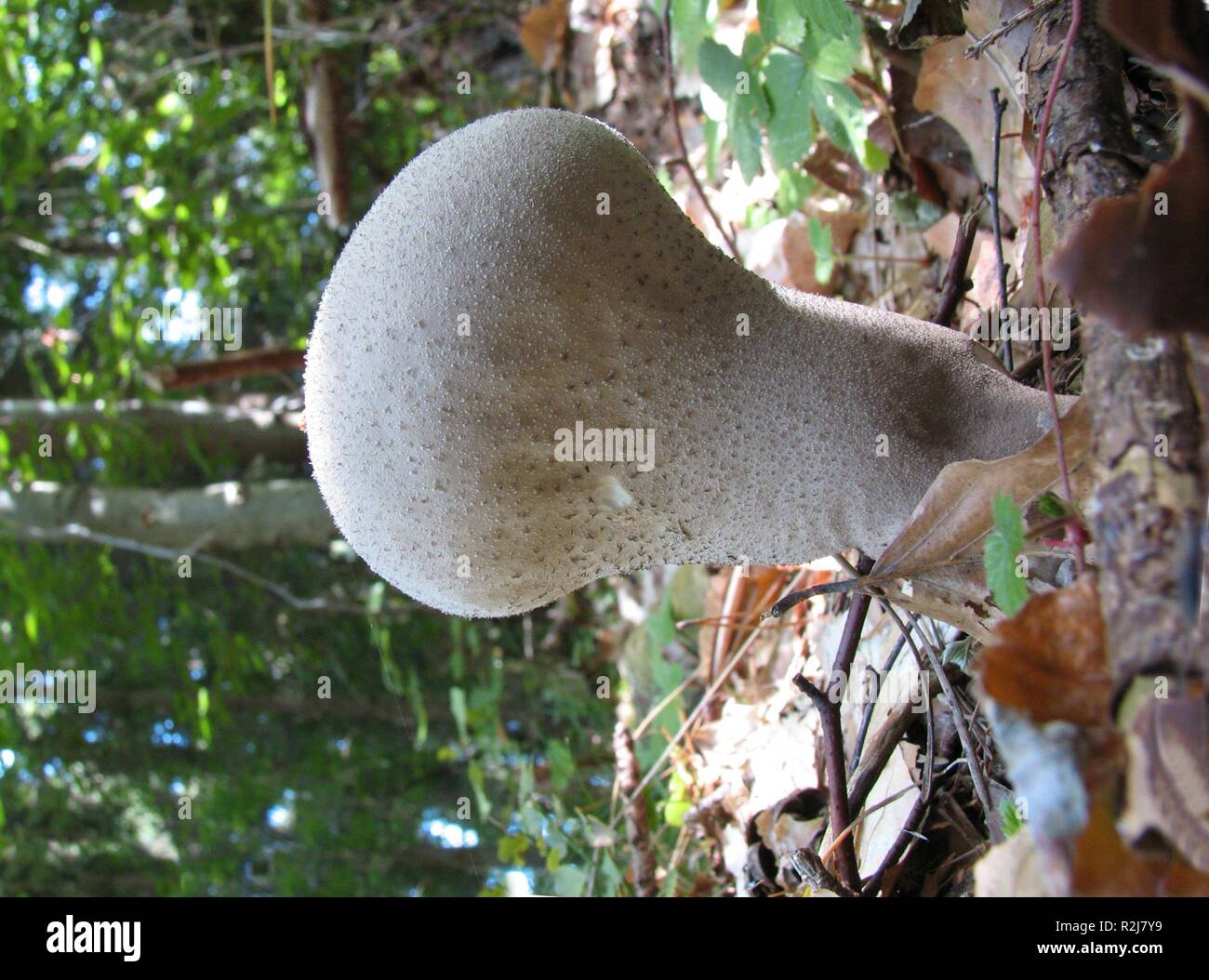 Pear shaped leaves hi-res stock photography and images - Alamy