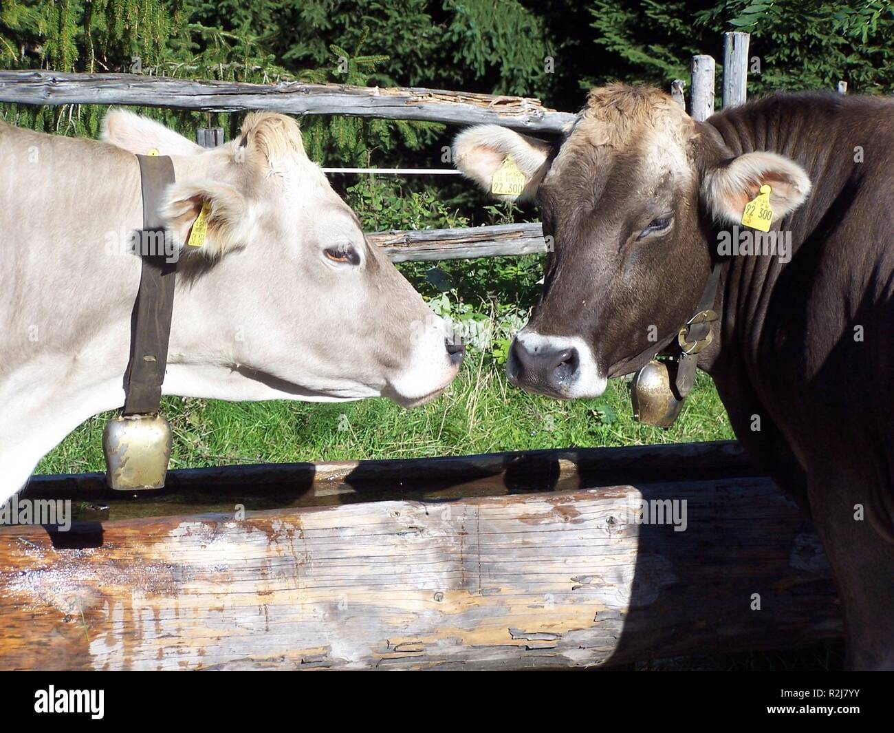 Kuck kuck hi-res stock photography and images - Alamy