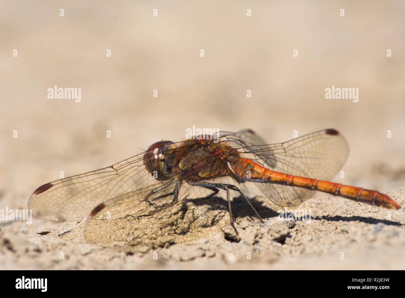 Dragon fly drawing hi-res stock photography and images - Alamy