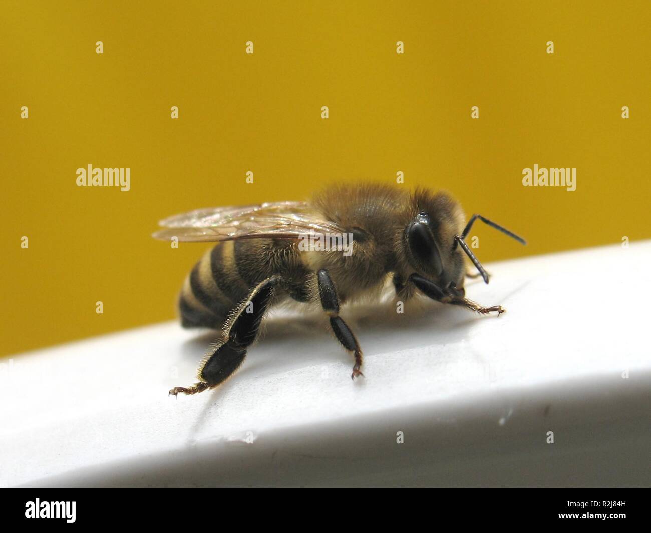Bee feet hi-res stock photography and images - Alamy