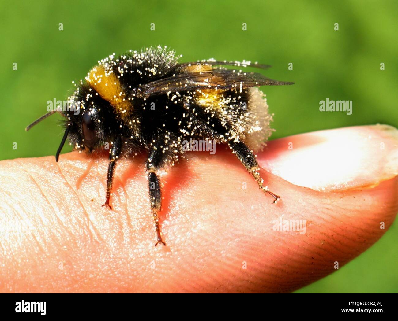 Bees eye view hi-res stock photography and images - Alamy