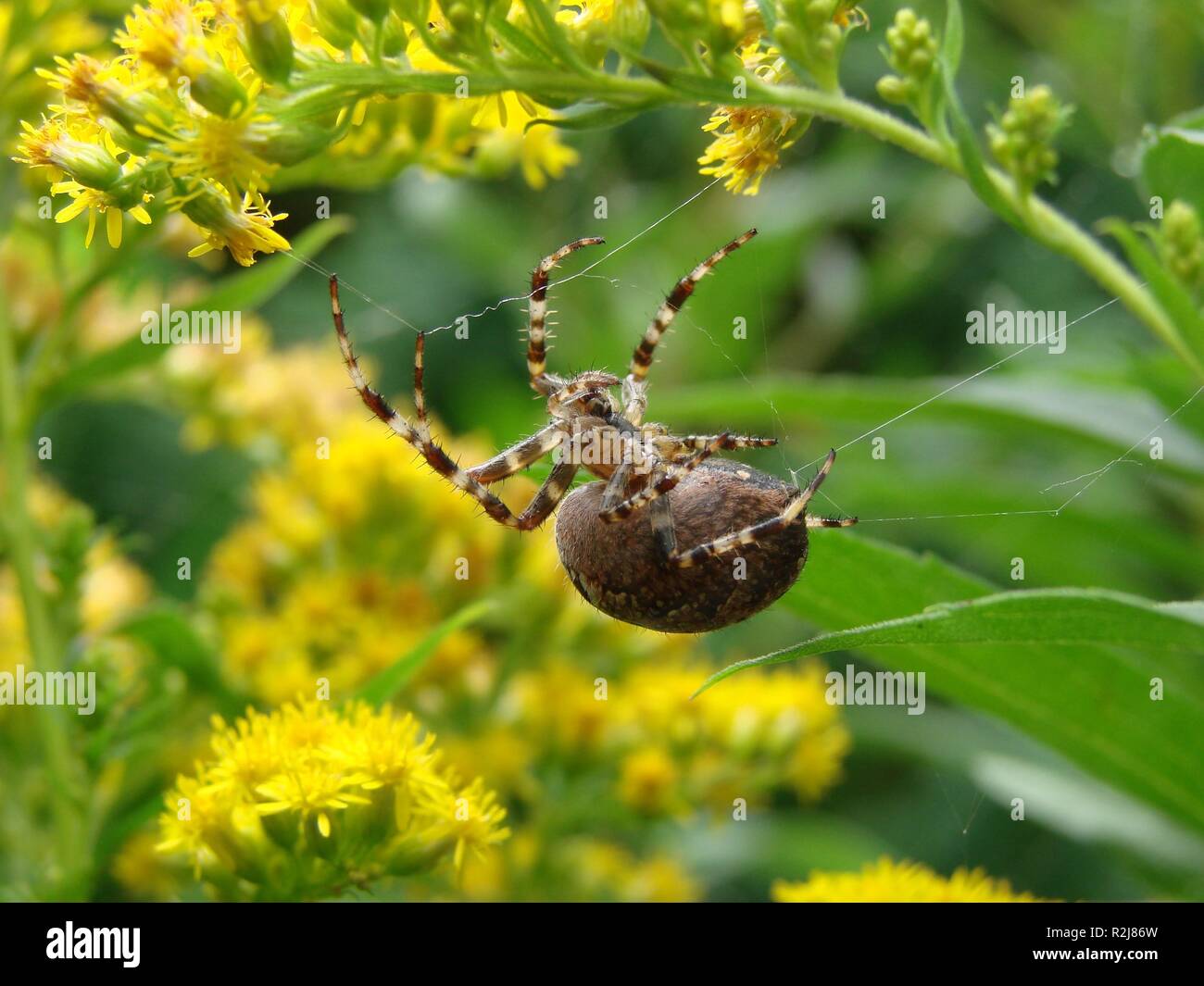 Spinnenetz hi-res stock photography and images - Alamy