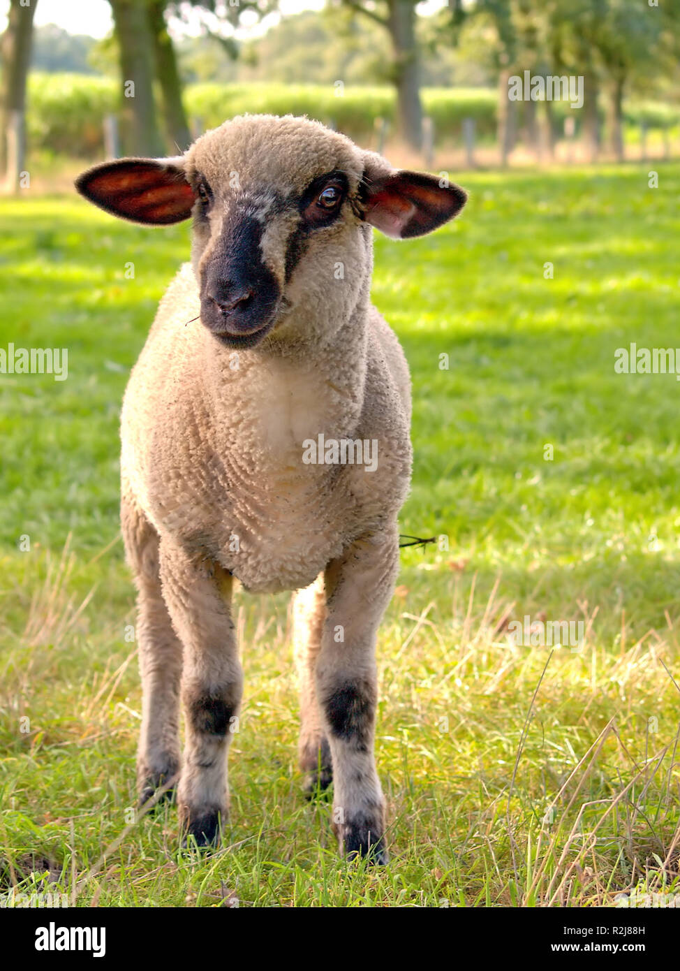 Waist lamb hi-res stock photography and images - Alamy