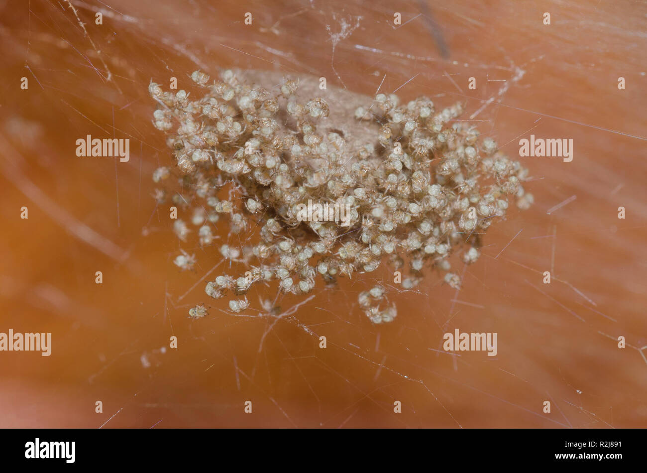 Common spider egg sac hi-res stock photography and images - Alamy
