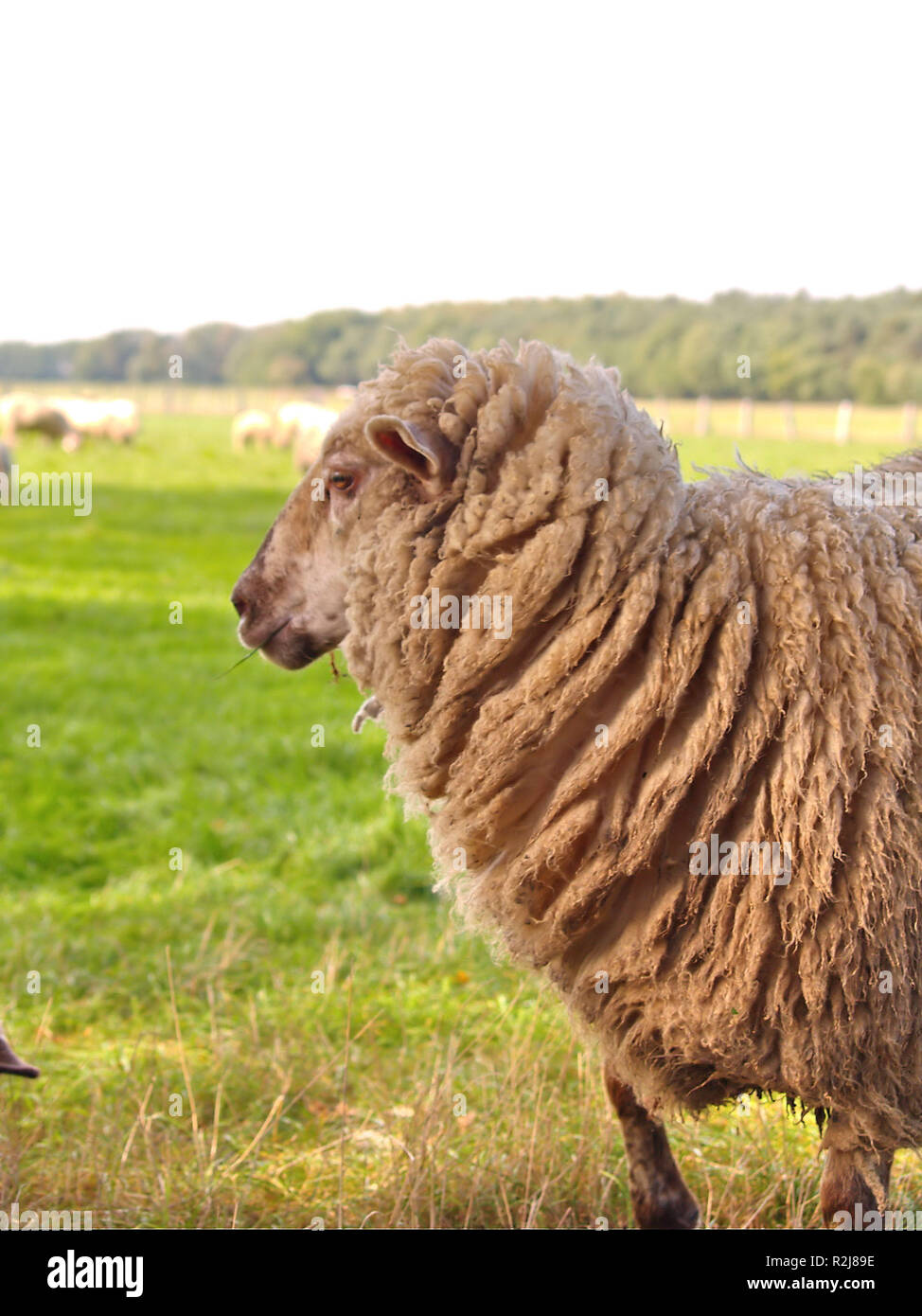 Yearling lamb hi-res stock photography and images - Alamy