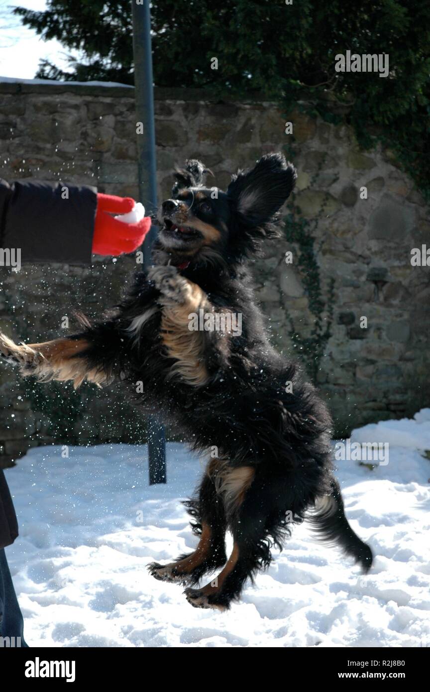 Flying snowball hi-res stock photography and images - Alamy