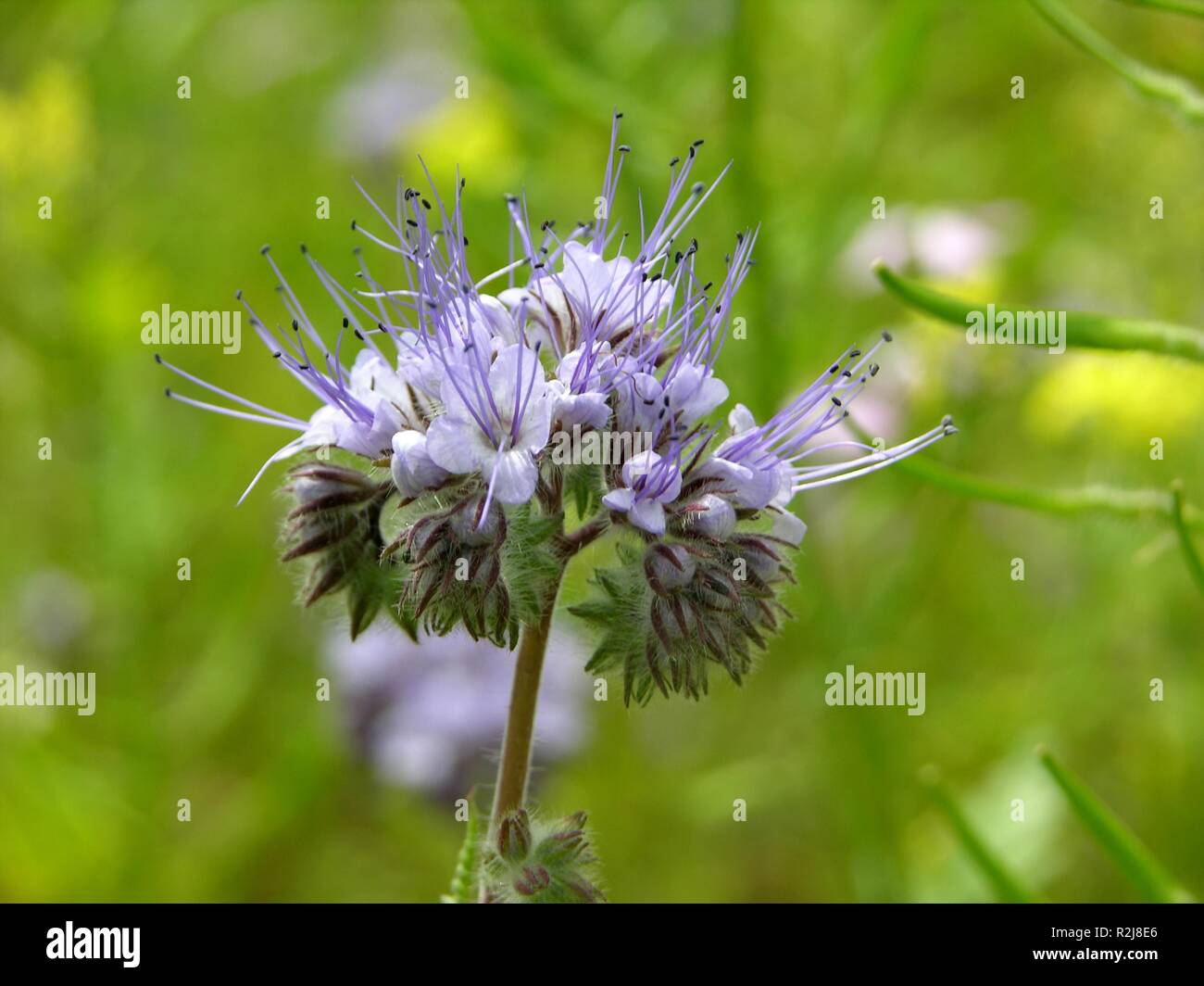 Phacelia bee hi-res stock photography and images - Alamy