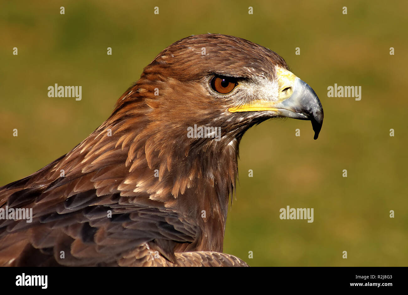 King attila hi-res stock photography and images - Alamy
