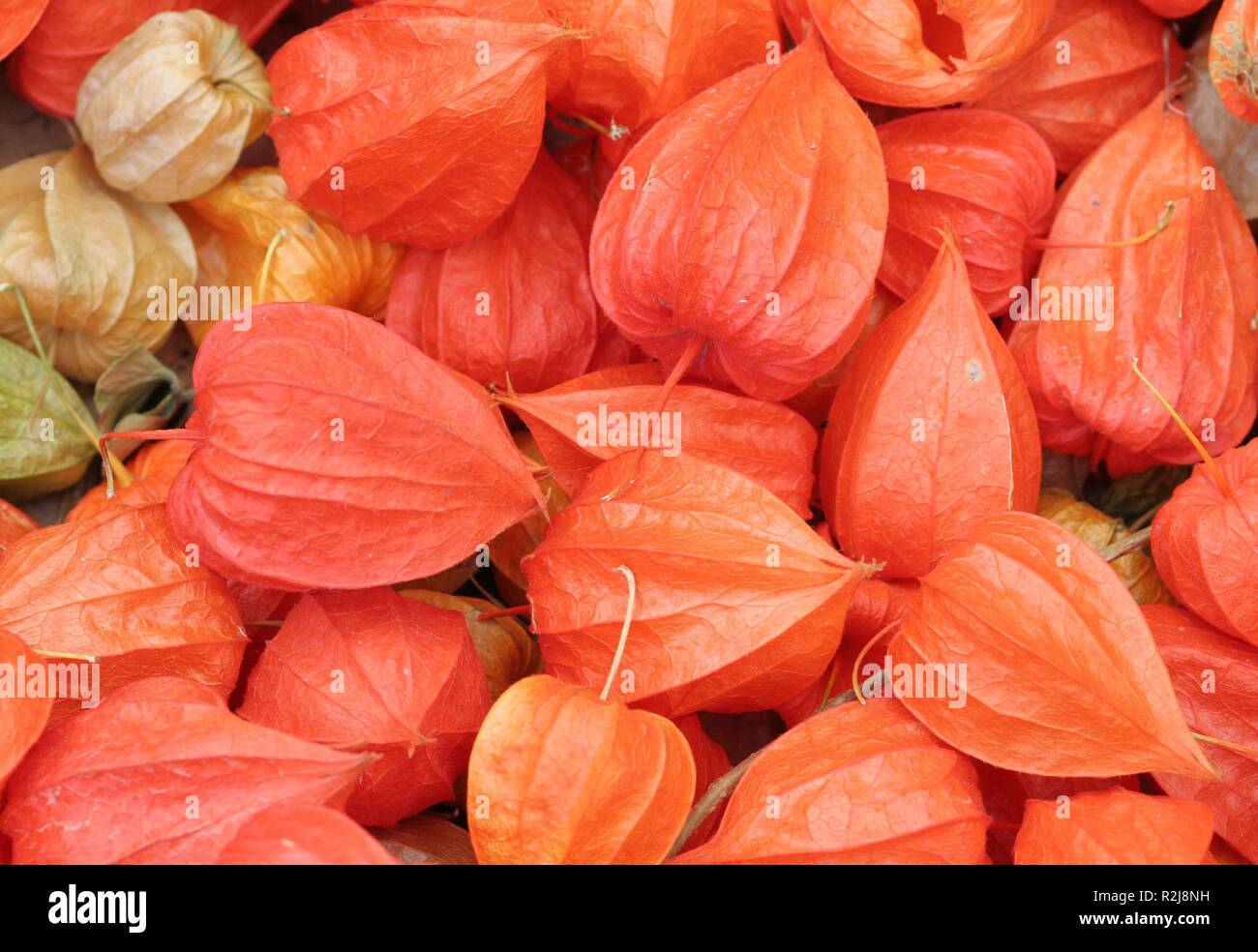 Lampionblume fruit hi-res stock photography and images - Alamy