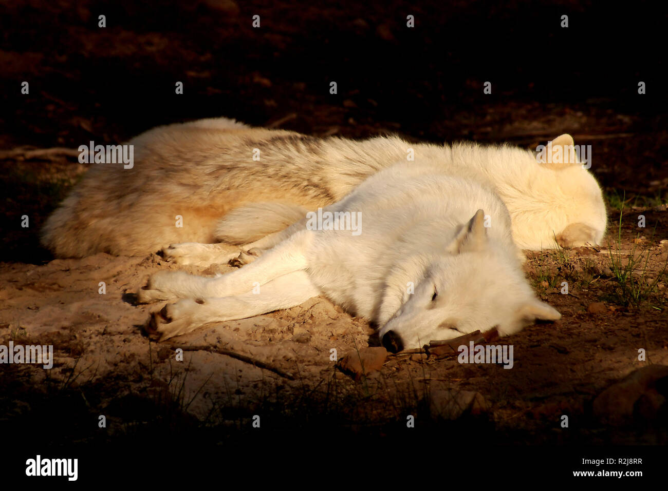 Polarwolf hi-res stock photography and images - Alamy