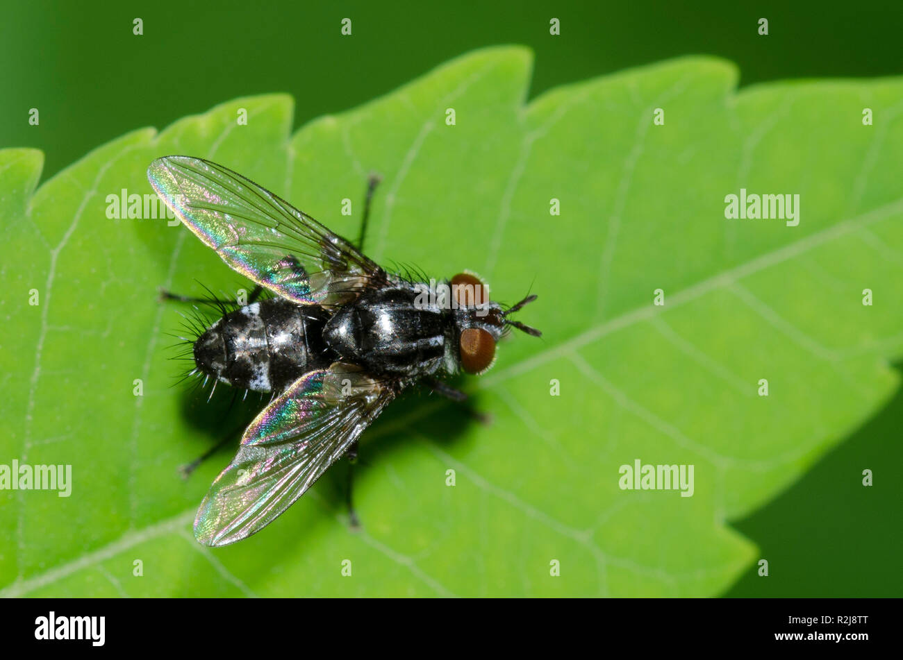 Tachinid Fly, Family Tachinidae Stock Photo - Alamy